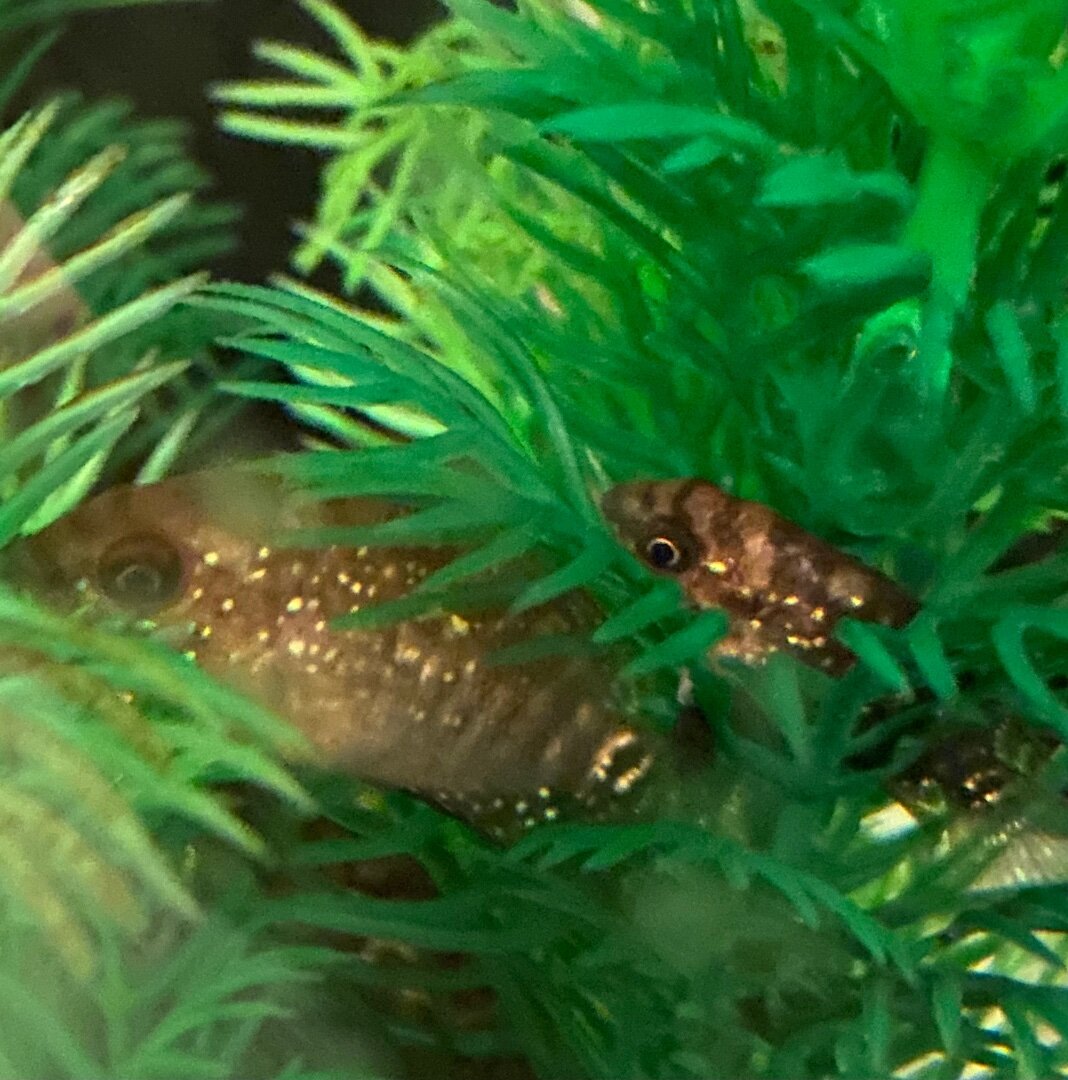 Sleepy fish - General Chat - Aquarium Co-Op Forum