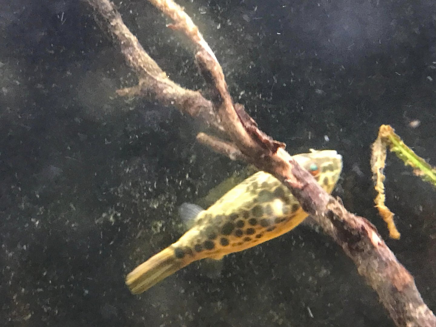 Several fish spitting out food after ammonia spike - Page 2 - Diseases ...