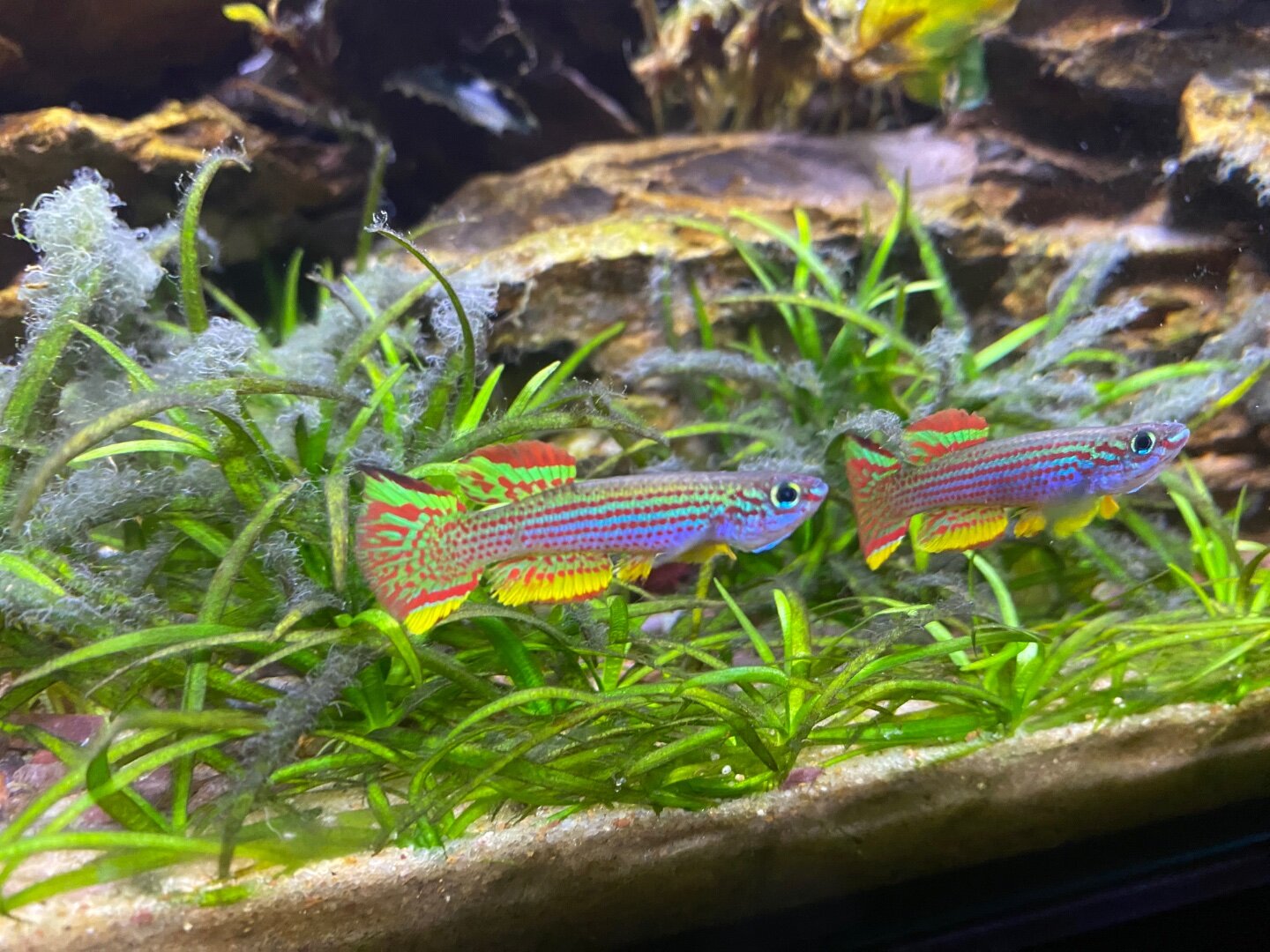 Breeding Aphyosemion Striatum “Red Striped Killifish” - Fish Breeding ...