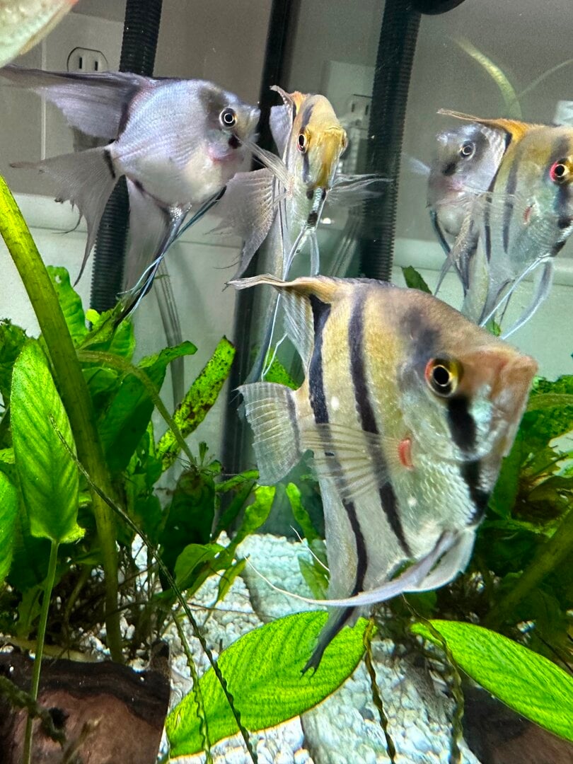 Sick Angel fish - Diseases - Aquarium Co-Op Forum