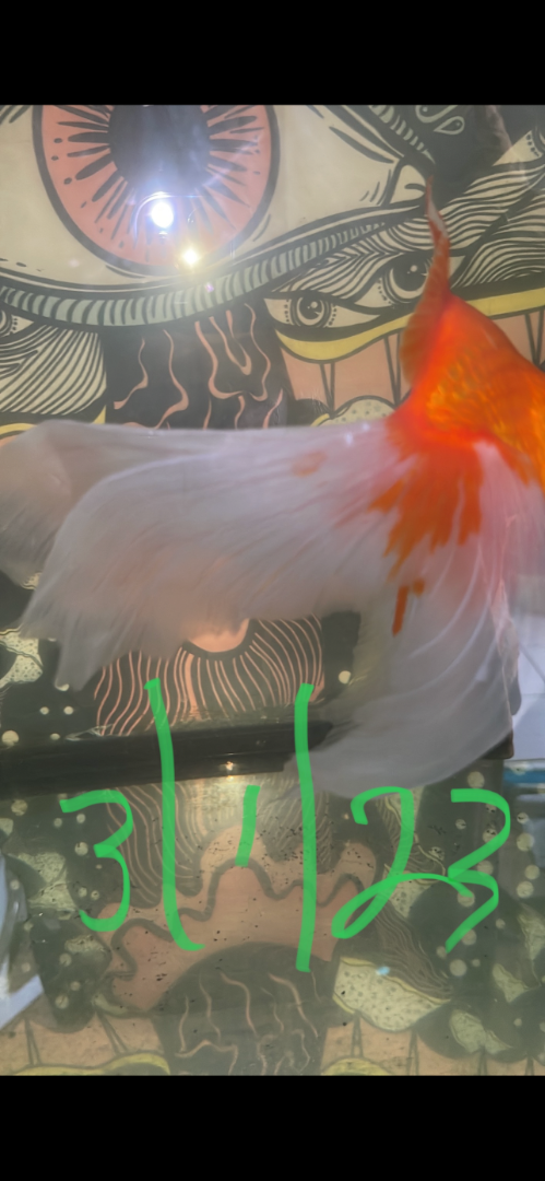 blood streaks in tail - Diseases - Aquarium Co-Op Forum