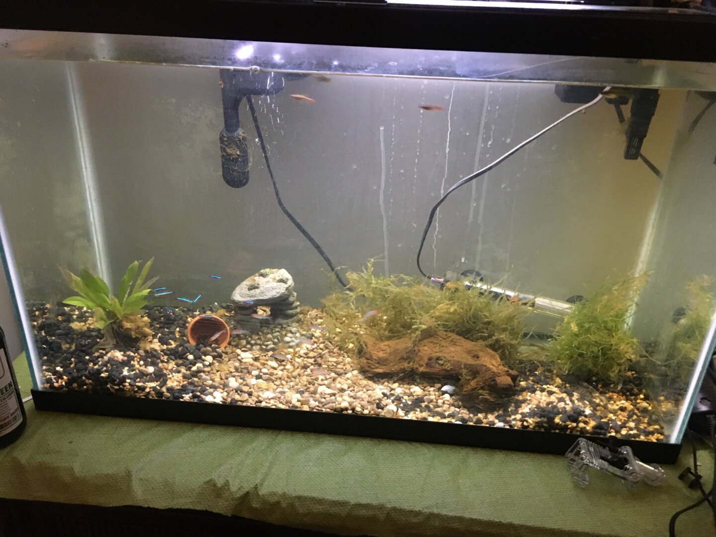 Documenting my tanks progression, plants and fish updates - Photos ...