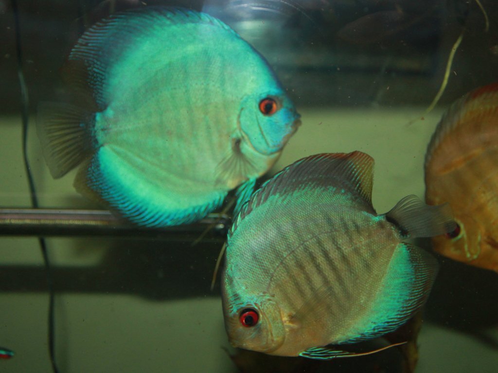 Can I add discus to a community tank? - Page 2 - General Chat ...
