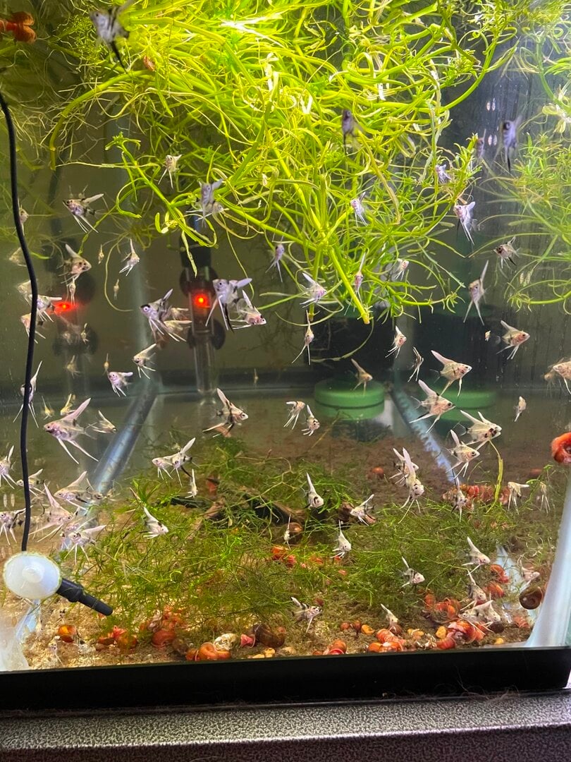 Angelfish Male vs. Female, Spawning, Hatching, and Raising Fry - Fish ...