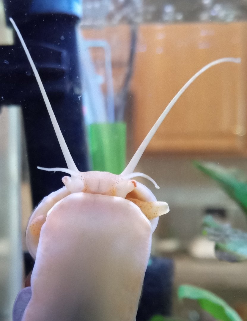 show off your mystery snails! - General Chat - Aquarium Co-Op Forum