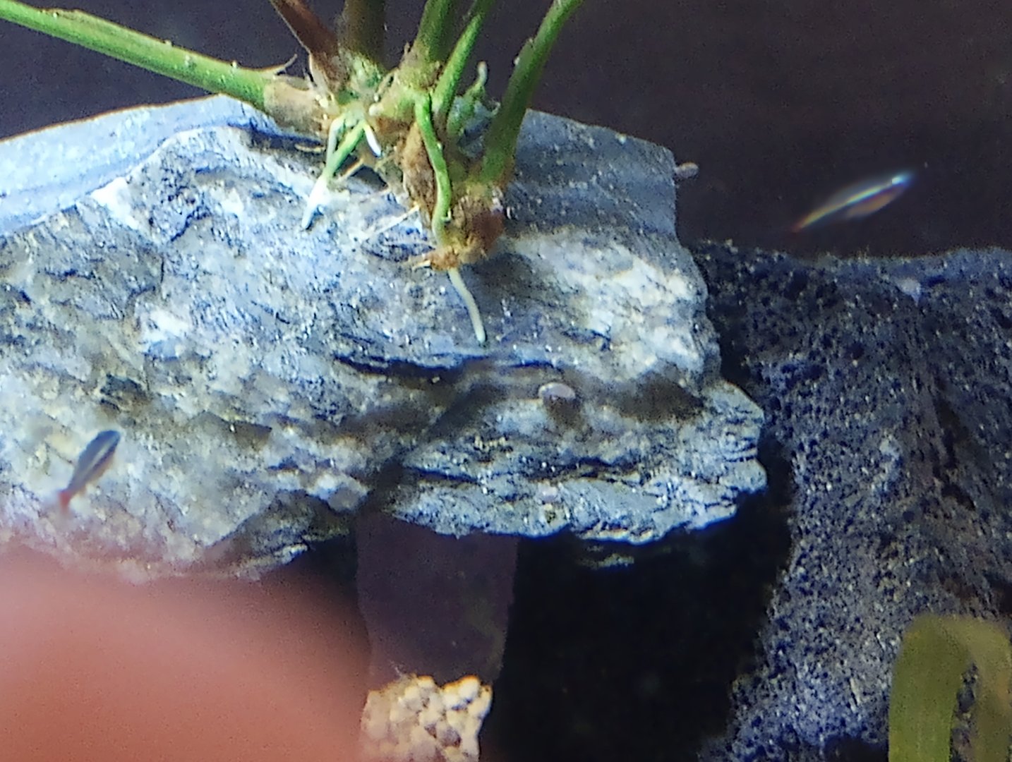 Vietnamese white cloud minnow fry. - General Chat - Aquarium Co-Op Forum