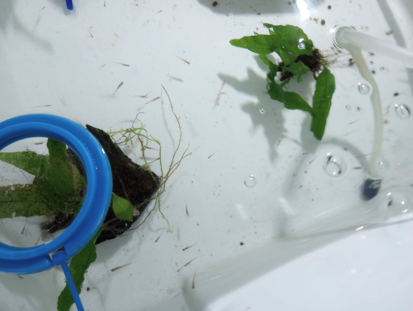 Vietnamese white cloud minnow fry. - General Chat - Aquarium Co-Op Forum