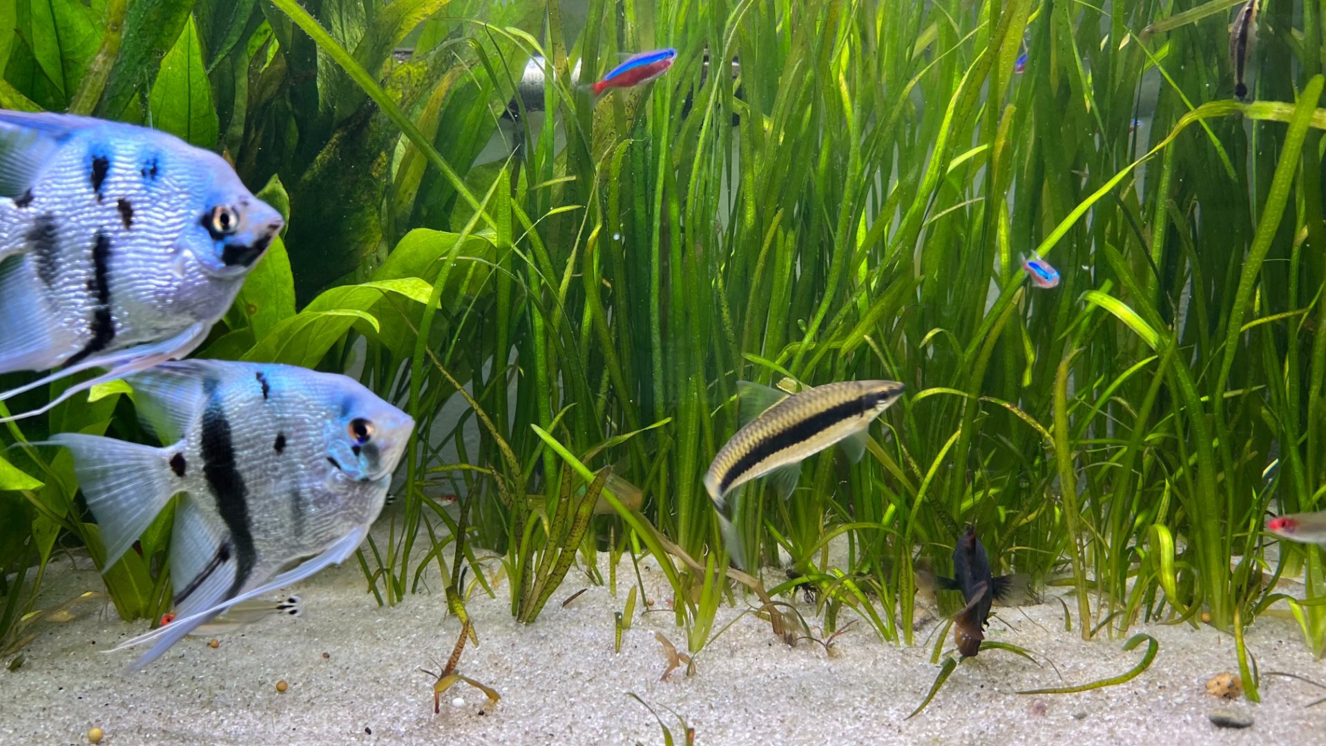 New 160 Liters (42.2g) Tank! - General Chat - Aquarium Co-Op Forum
