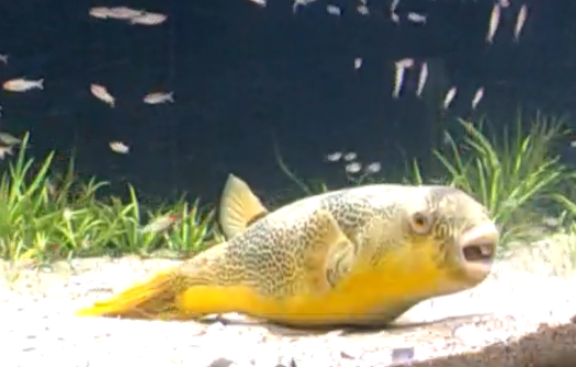 Sleepy fish - General Chat - Aquarium Co-Op Forum