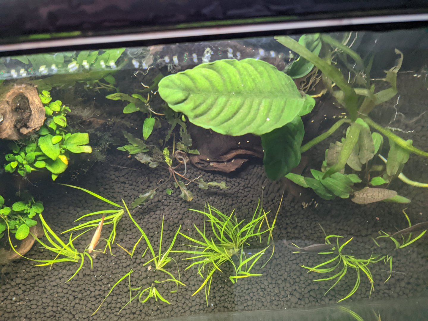Community Tank 2.0 - Photos, Videos & Journals - Aquarium Co-Op Forum