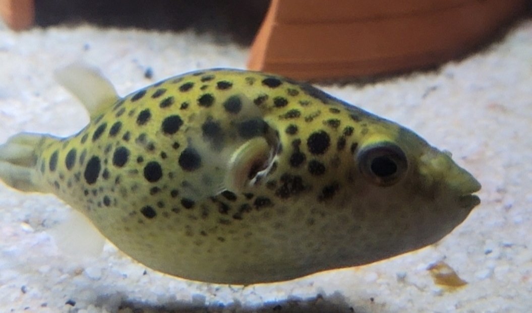 Fahaka Puffer Question - General Chat - Aquarium Co-Op Forum