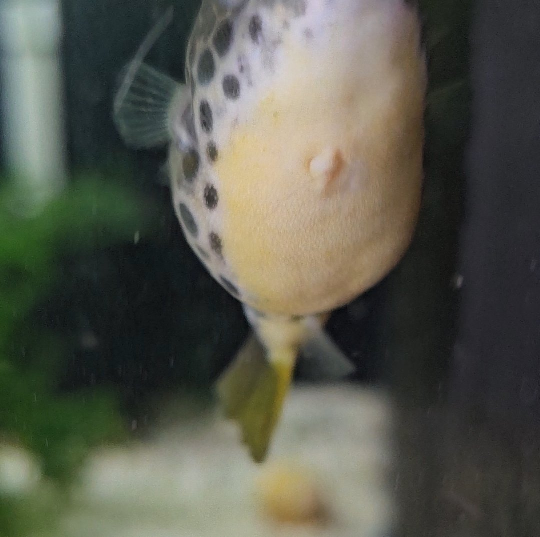 My puffer deworming experience log :Challenging wild caught puffer ...