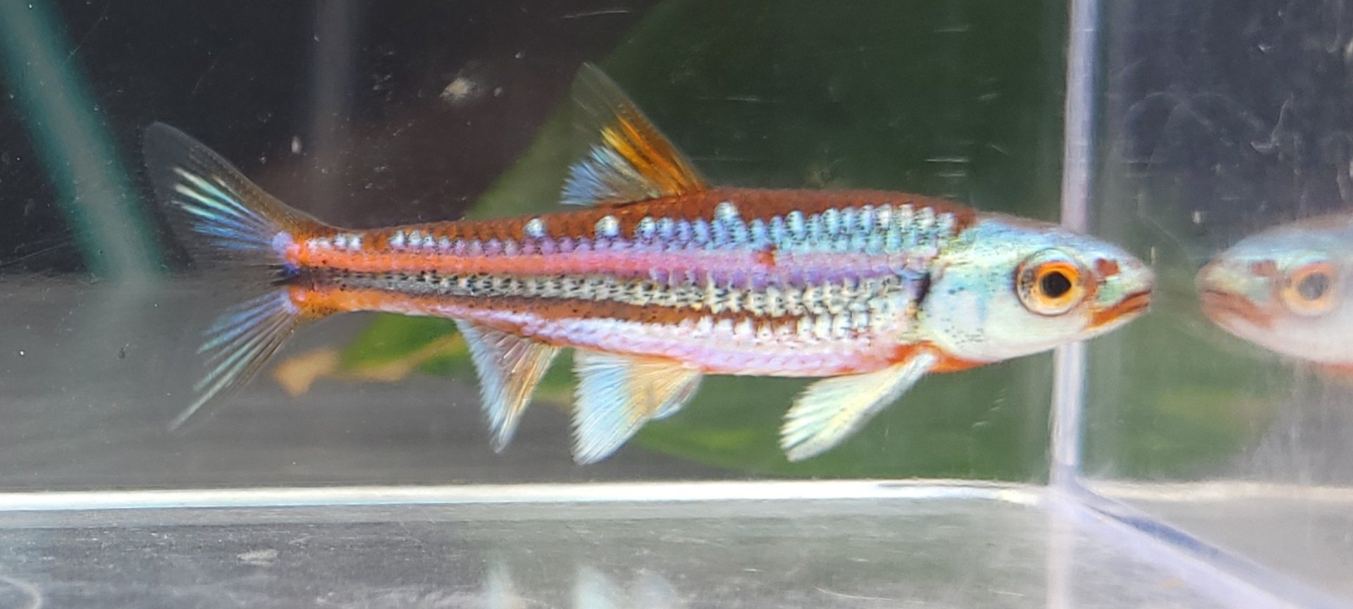 Rainbow Shiners Journal - Photos, Videos & Journals - Aquarium Co-Op Forum