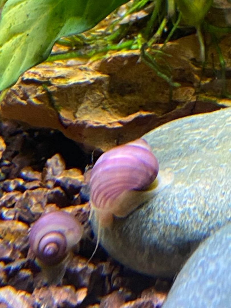 Not 1 but 2 snail clutches just discovered - Photos, Videos & Journals ...