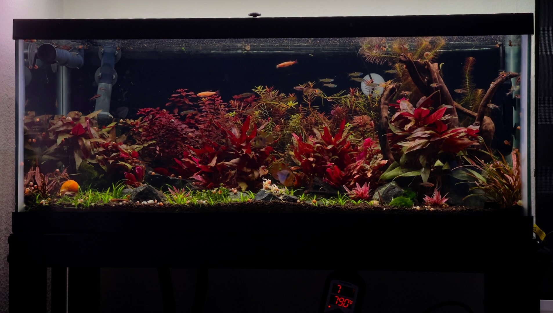 20g long red tank - Photos, Videos & Journals - Aquarium Co-Op Forum