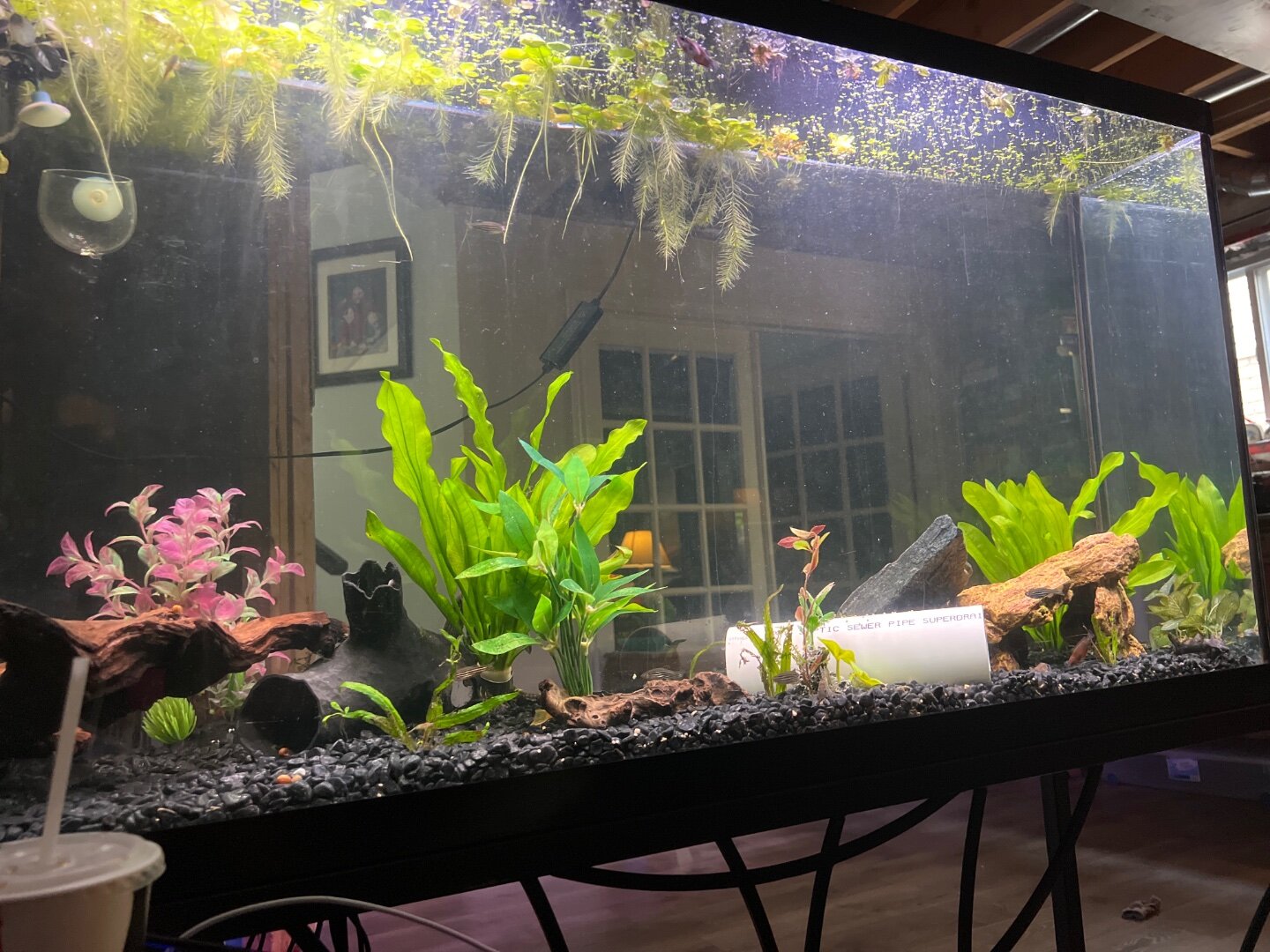 My fish keep getting sick - Diseases - Aquarium Co-Op Forum