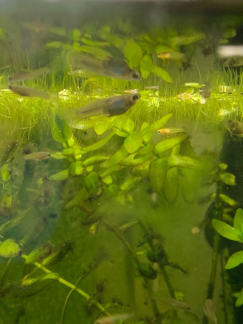 What’s this? Gold?!? A mysterious Endler fry… - Photos, Videos ...