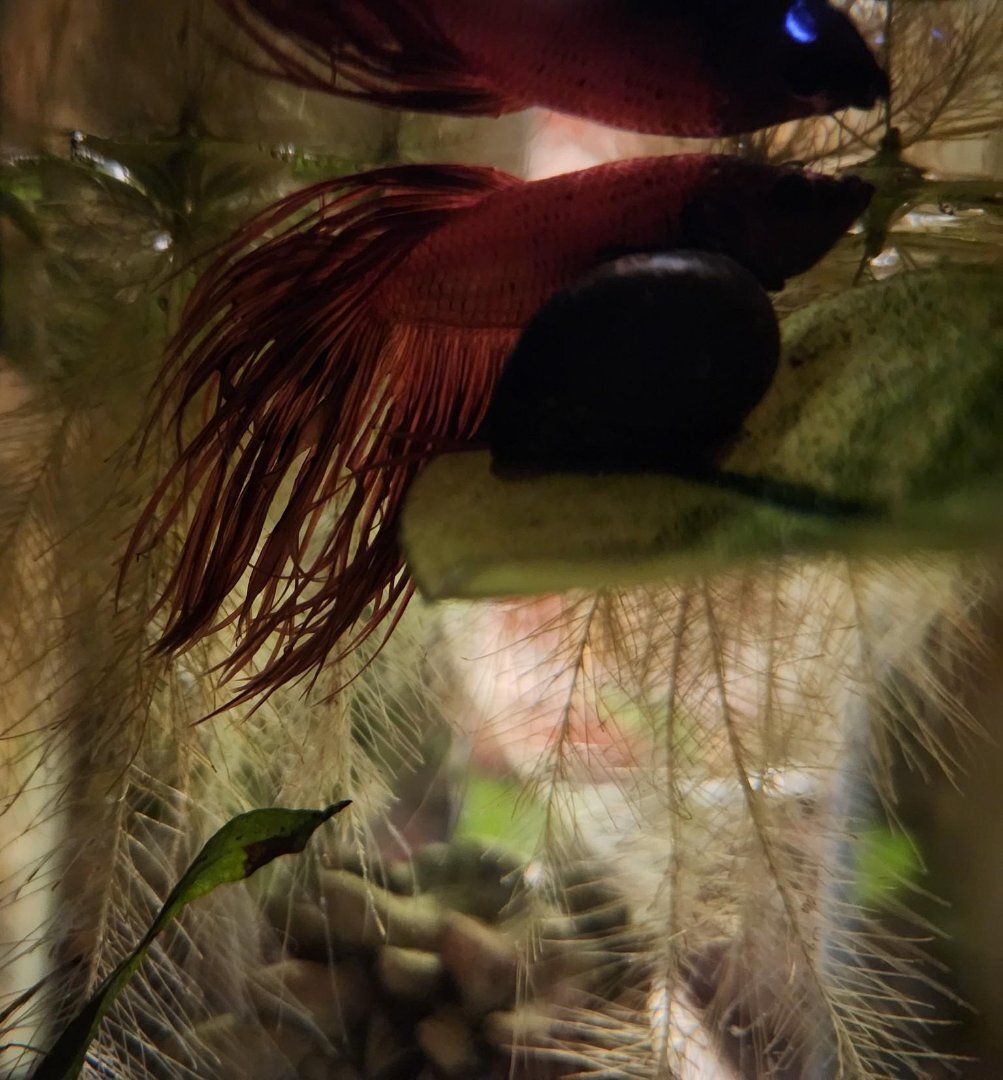 Sleepy fish - General Chat - Aquarium Co-Op Forum