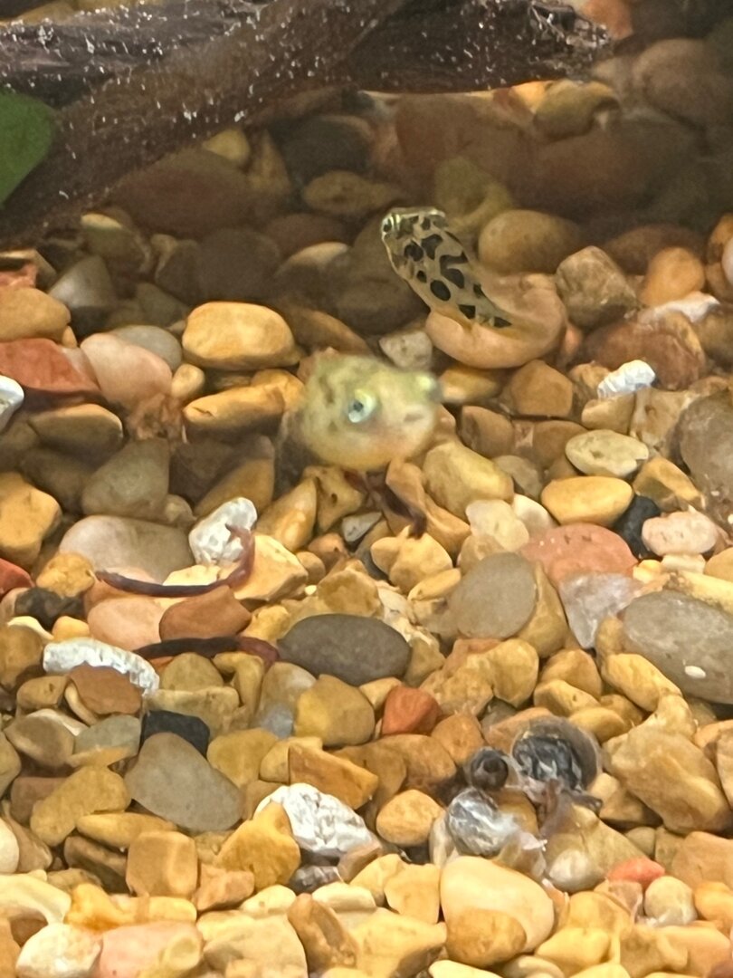 FLFishChik’s Pea Puffer Journal - Page 2 - Photos, Videos & Journals ...