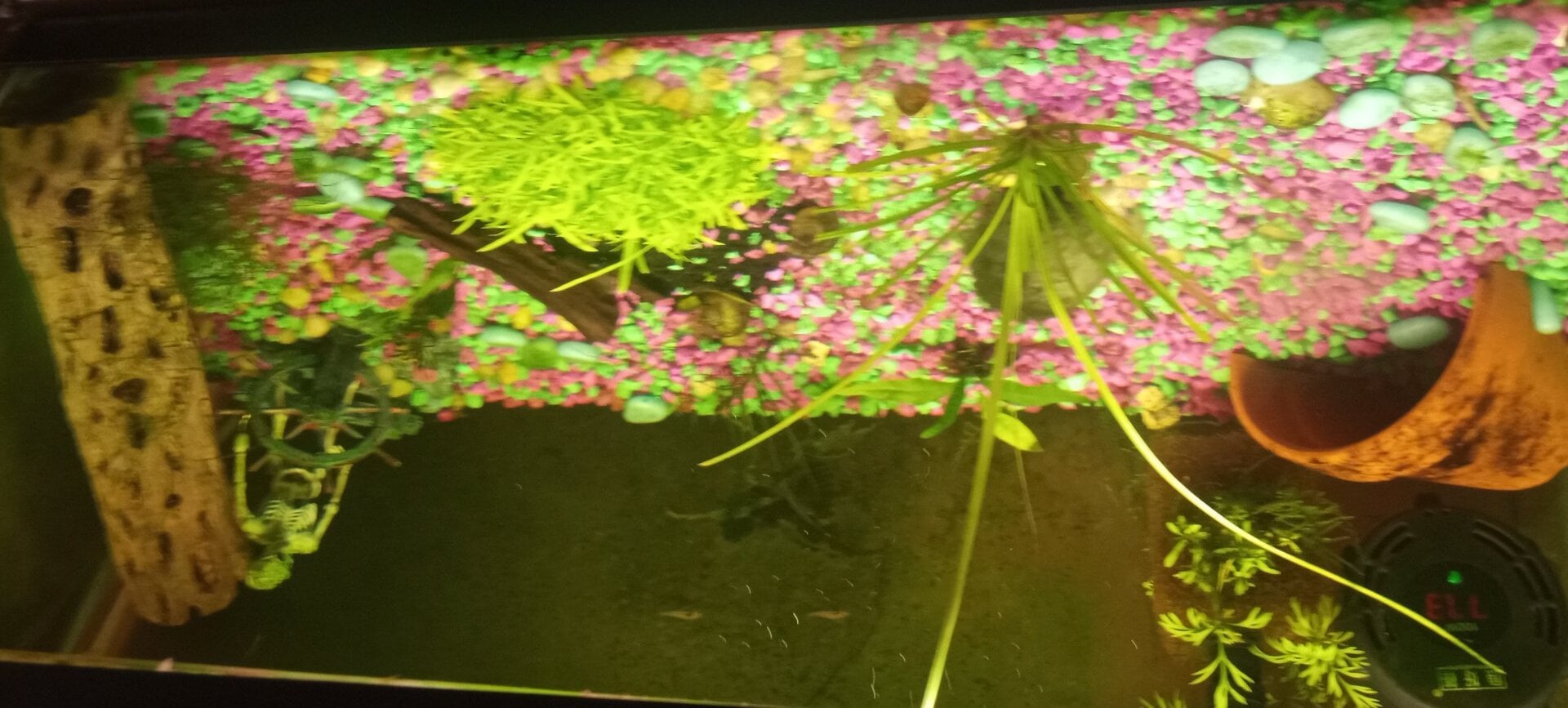 Baby Shrimp - Fish Breeding - Aquarium Co-Op Forum
