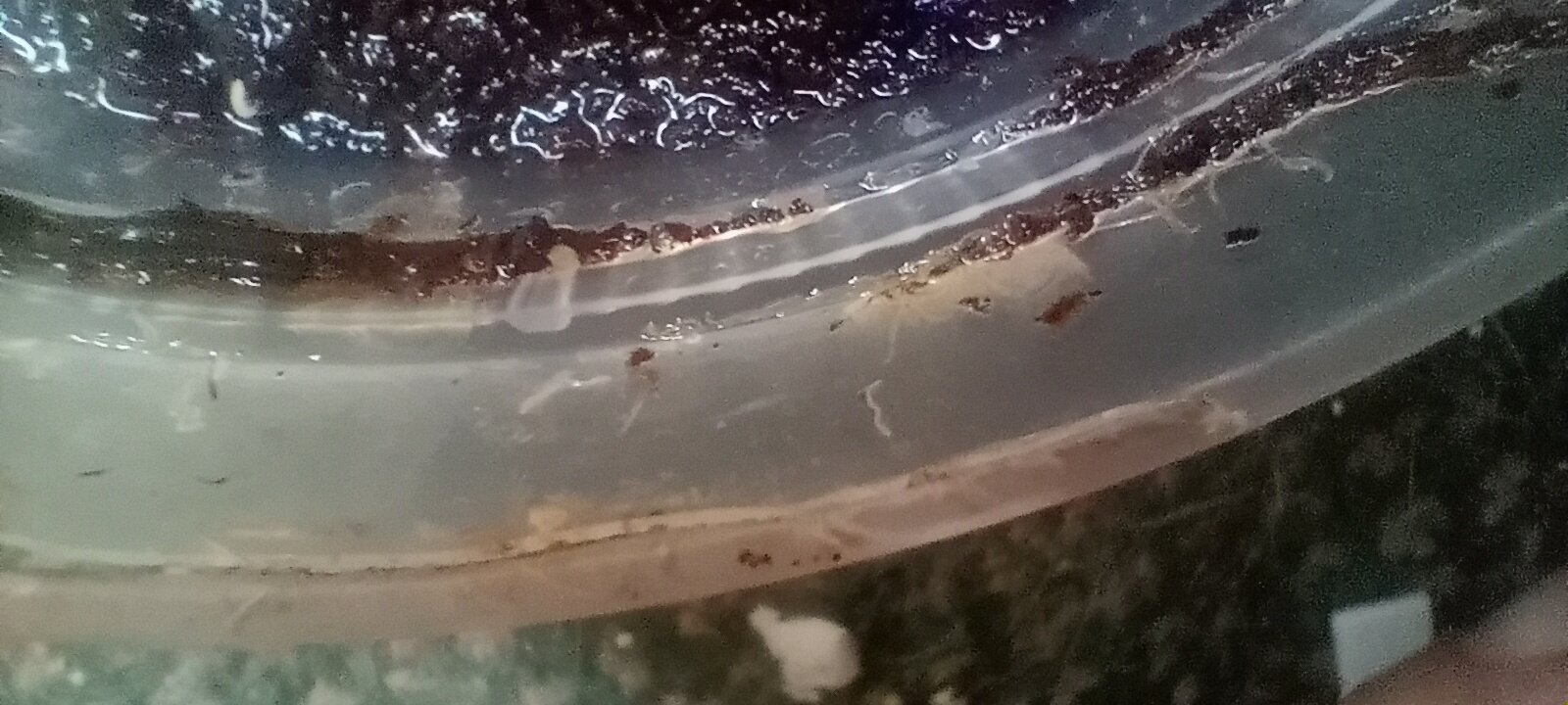 Hard question - Photos, Videos & Journals - Aquarium Co-Op Forum