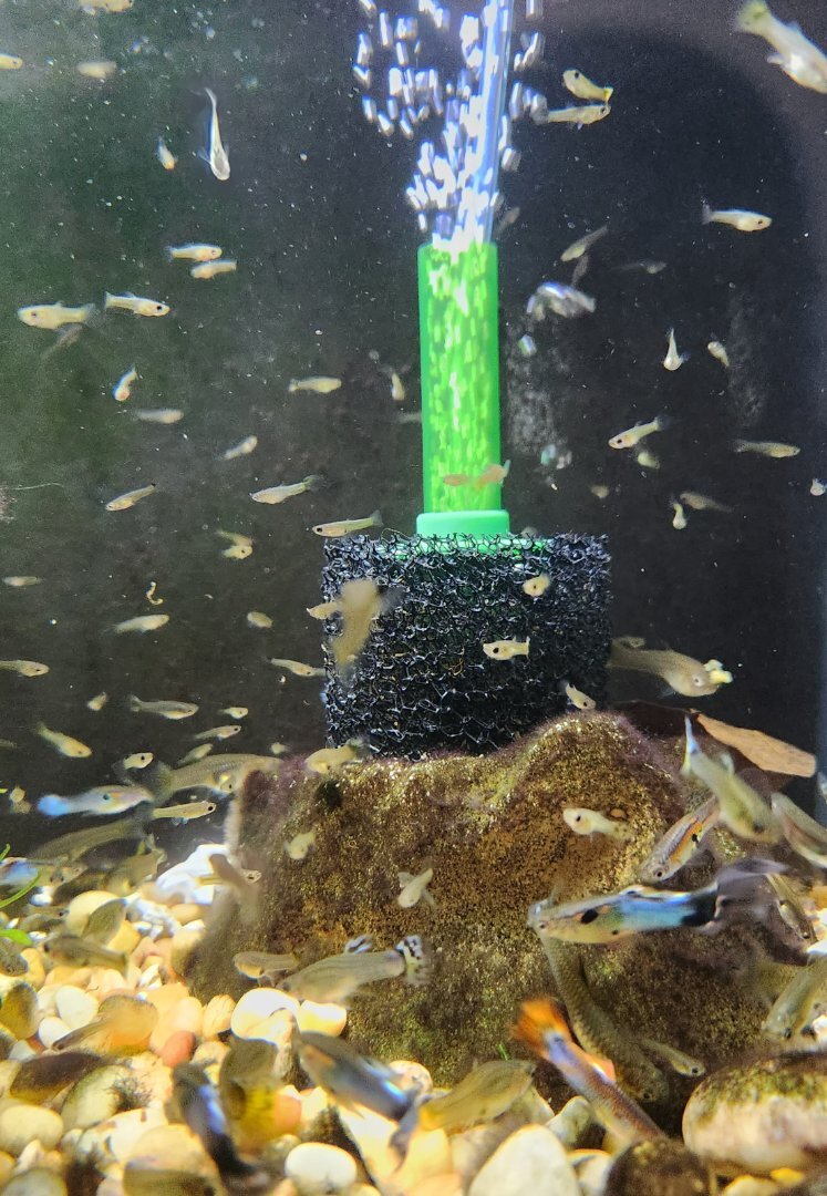 Nano sponge filter in an easy planter - Photos, Videos & Journals ...