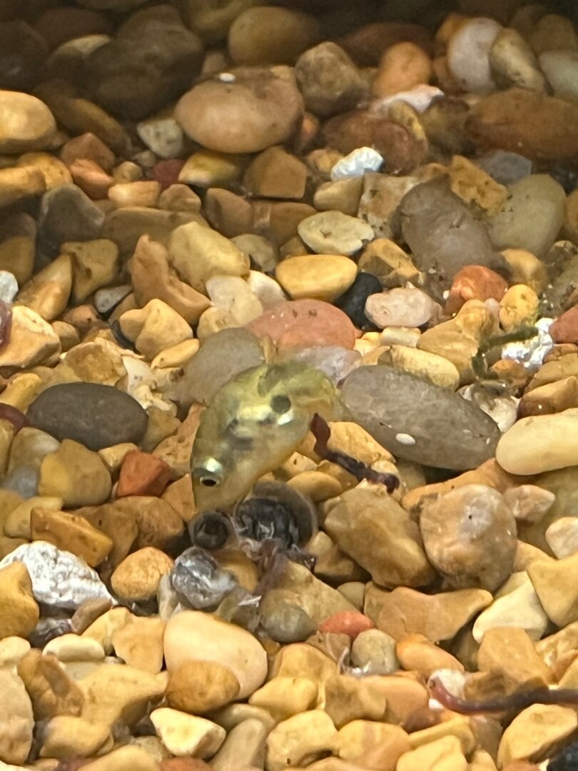 FLFishChik’s Pea Puffer Journal - Page 2 - Photos, Videos & Journals ...