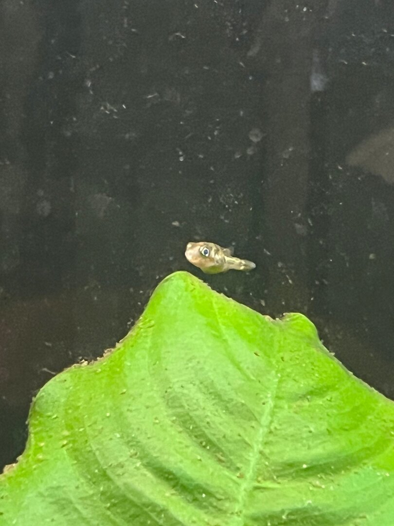 FLFishChik’s Pea Puffer Journal - Photos, Videos & Journals - Aquarium ...