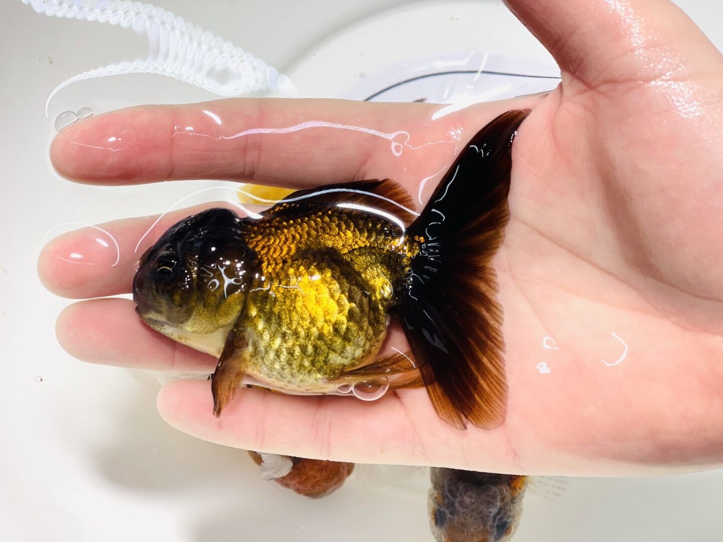 New Oranda Goldfish! - General Chat - Aquarium Co-Op Forum