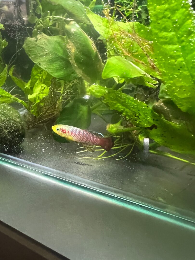 New Killifish - General Chat - Aquarium Co-Op Forum