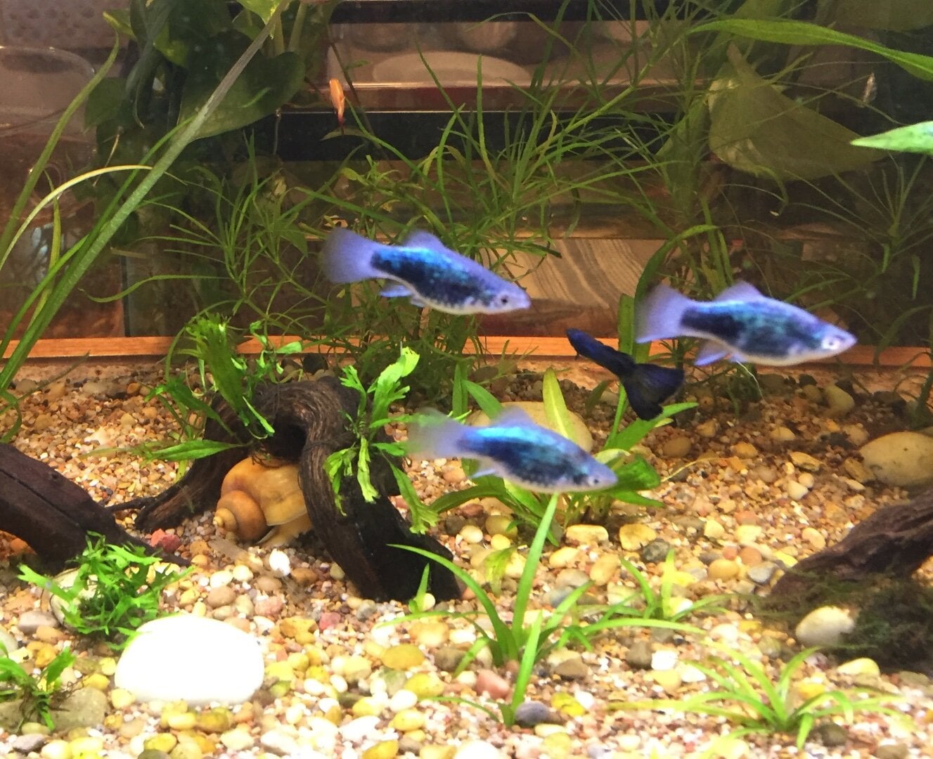 General Platy Breeding Question - Fish Breeding - Aquarium Co-Op Forum