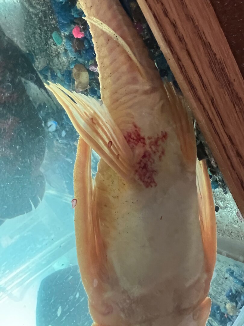 Red spots in pleco - Diseases - Aquarium Co-Op Forum