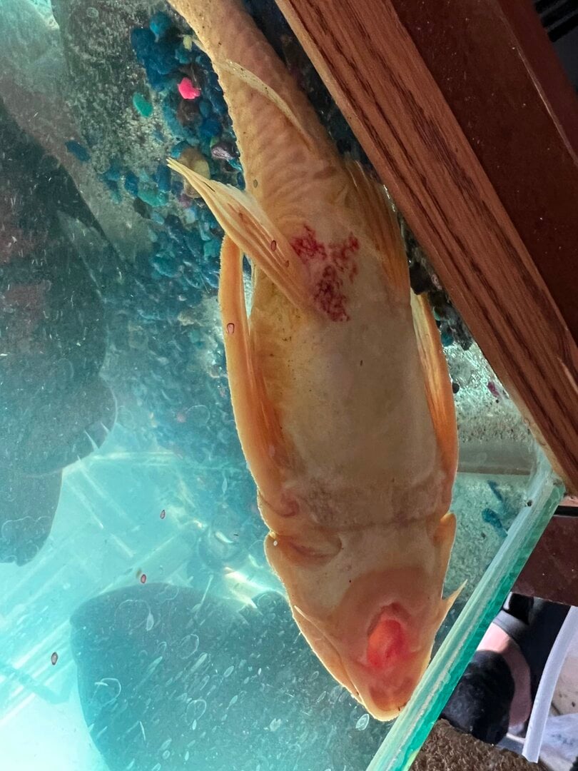 Red spots in pleco - Diseases - Aquarium Co-Op Forum