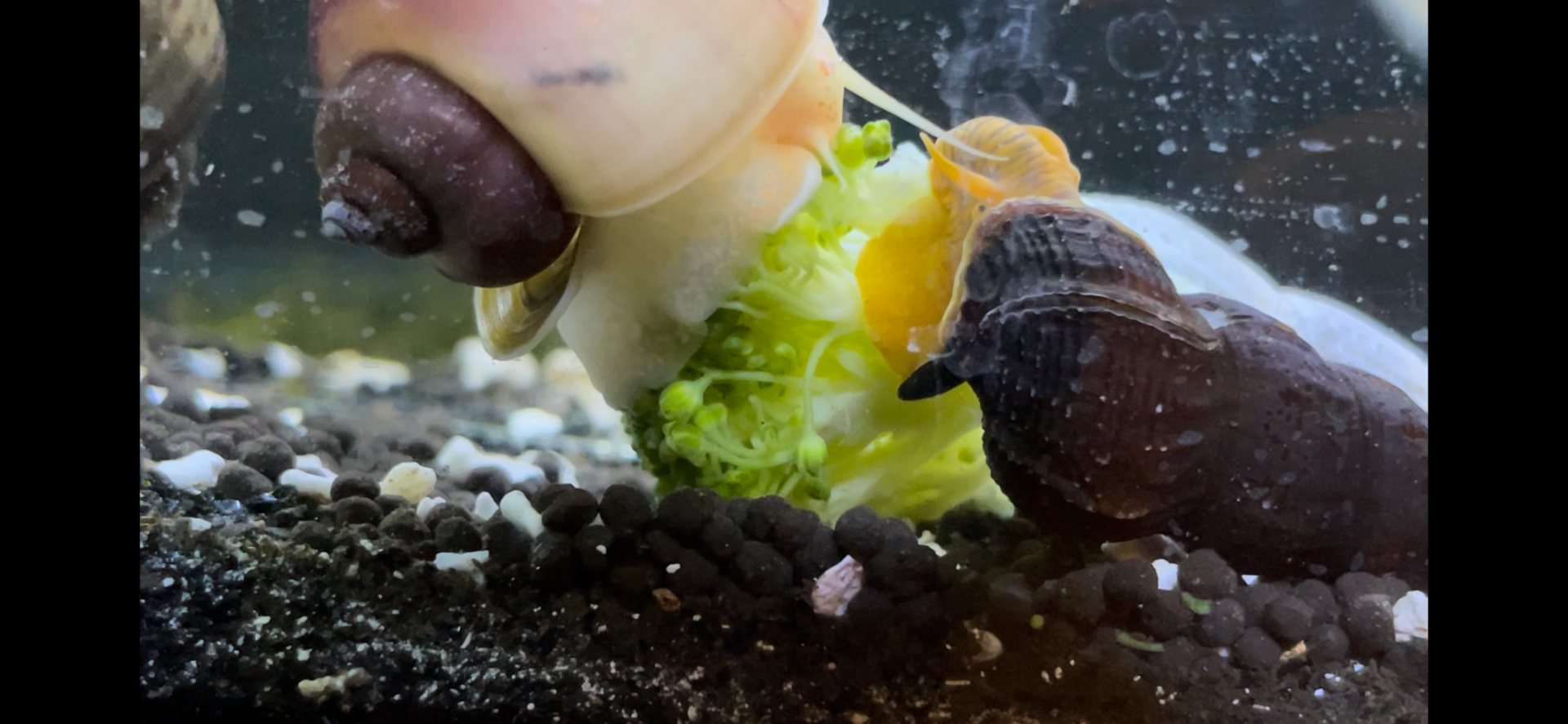 Rabbit and Mystery Snails together? - General Chat - Aquarium Co-Op Forum