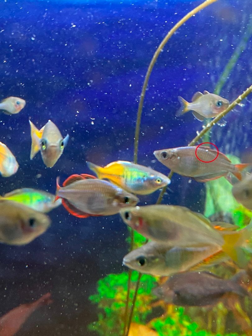 single white spot on two different praecox rainbowfish. Ich, Epistylis ...