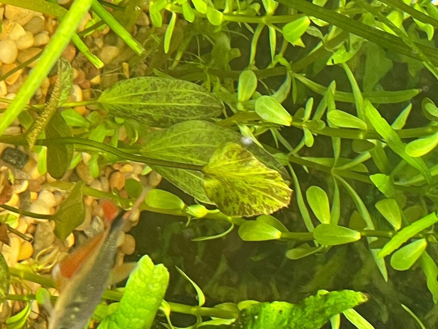 Easy Plant LED Tank Size and Settings Information - Community Resources ...
