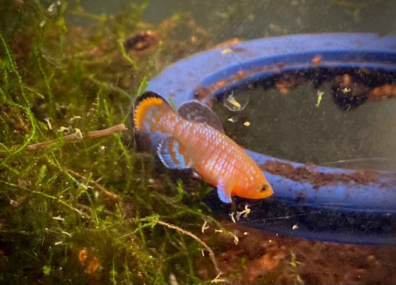Annual killifish - Fish Breeding - Aquarium Co-Op Forum
