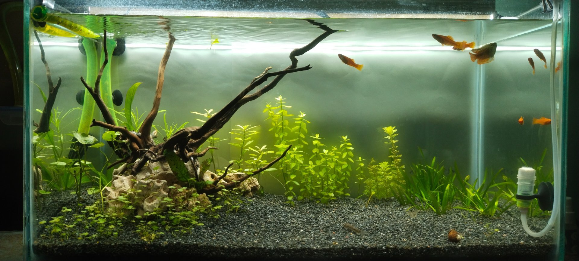 Hi - General Chat - Aquarium Co-Op Forum