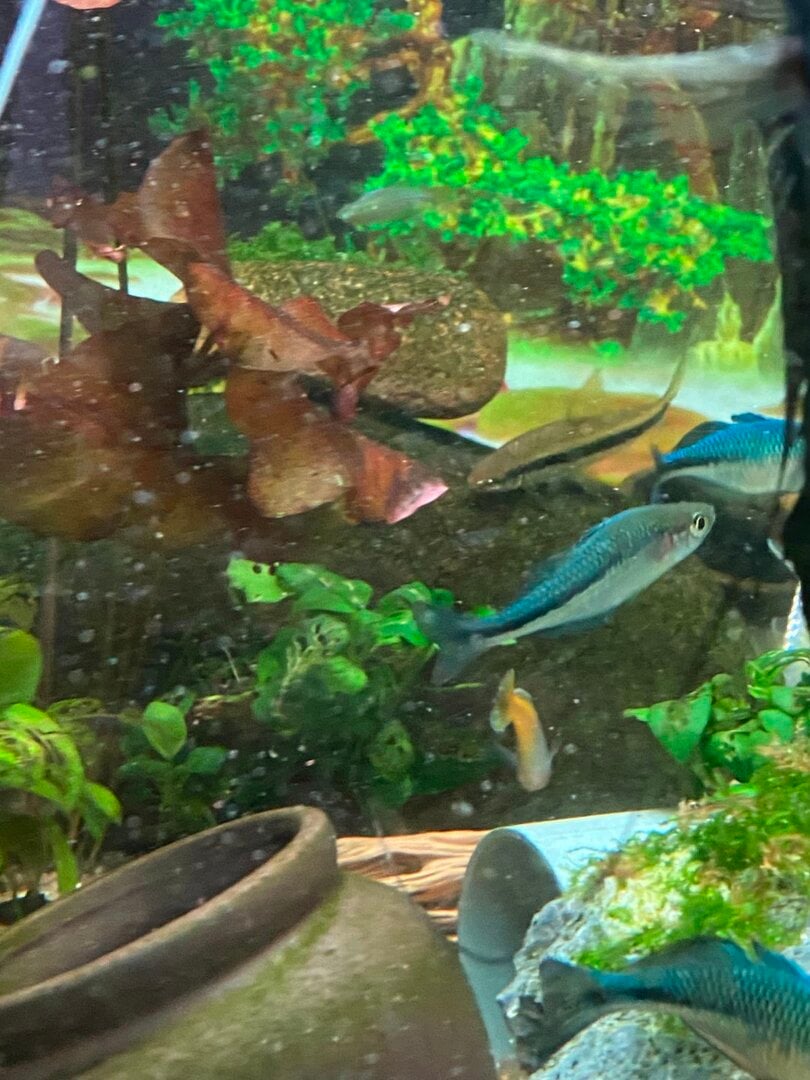 Keeping 5 individuals of multiple species of rainbowfish - General Chat ...