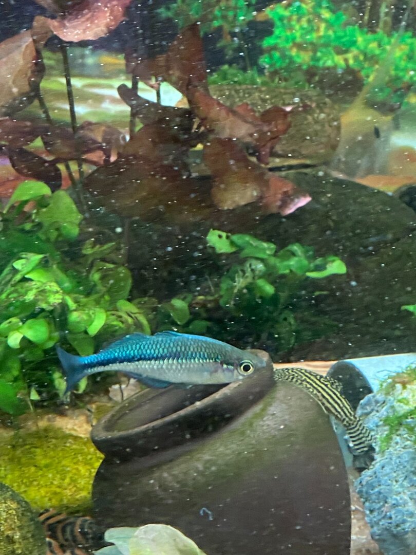 Keeping 5 individuals of multiple species of rainbowfish - General Chat ...