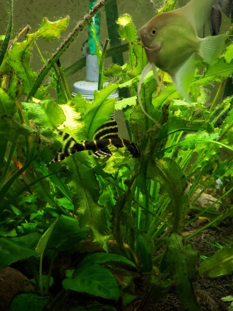 Petco find - Roseline Sharks (Denison Barbs) - General Chat - Aquarium ...