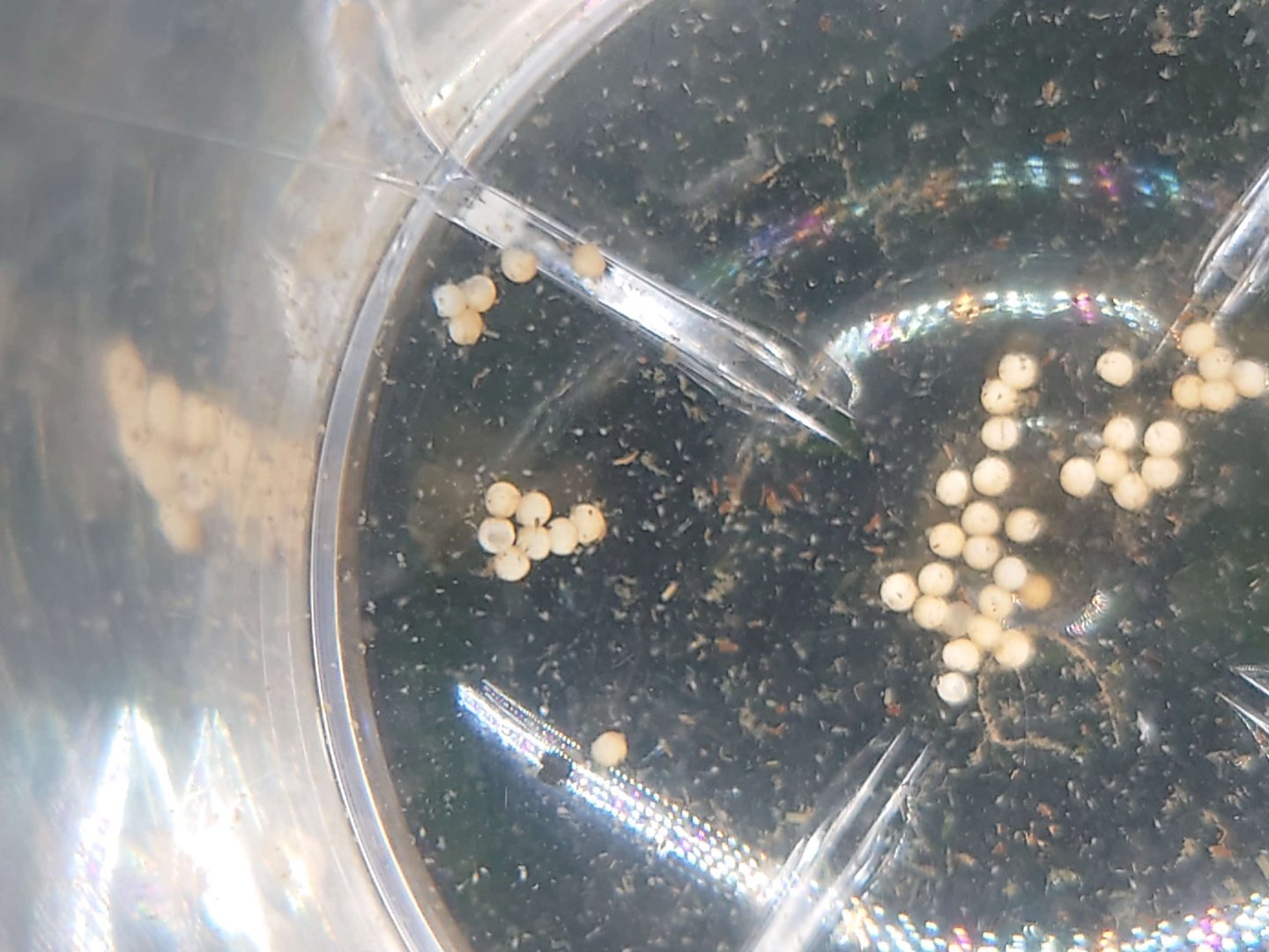 Little Critters on Fish Eggs constantly - Need ID - General Chat ...