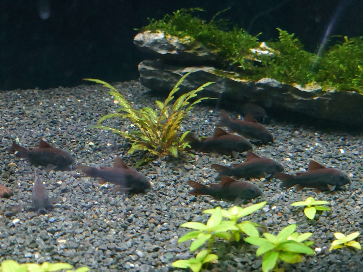 The Panda Cory Appreciation Society🐼 - Page 18 - General Chat ...