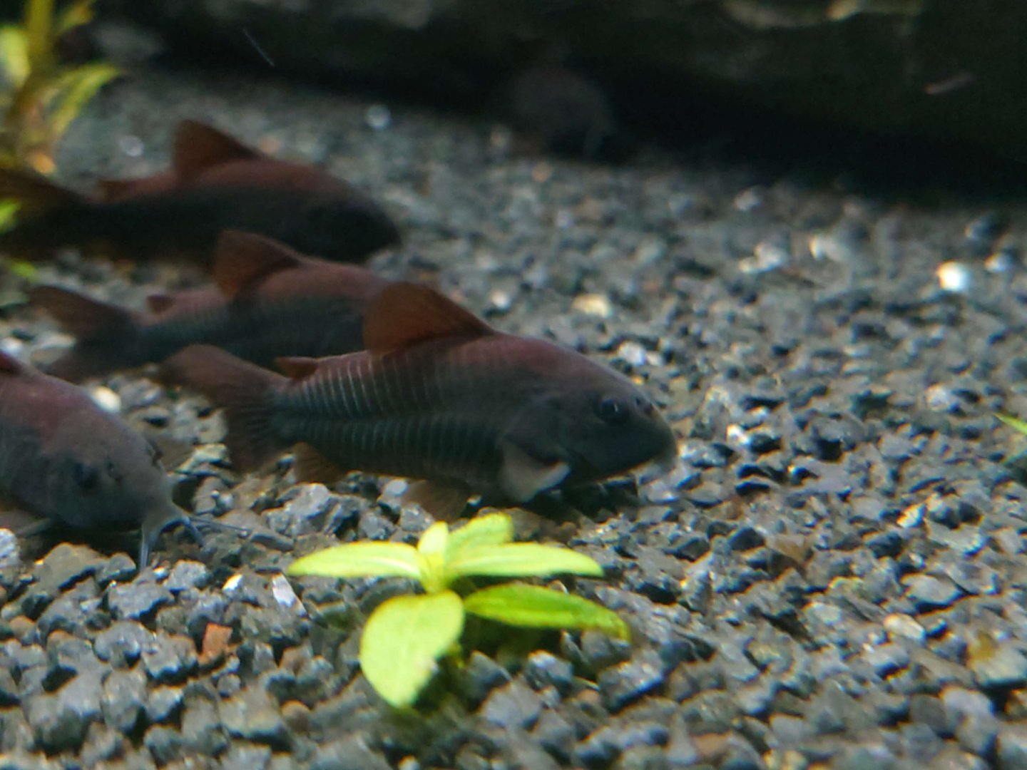 The Panda Cory Appreciation Society🐼 - Page 18 - General Chat ...