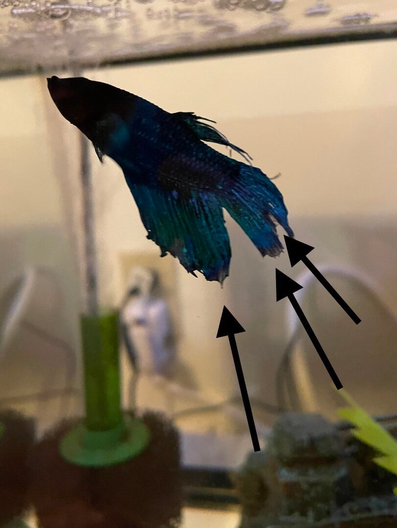 Fin rot or tail biting? - Diseases - Aquarium Co-Op Forum