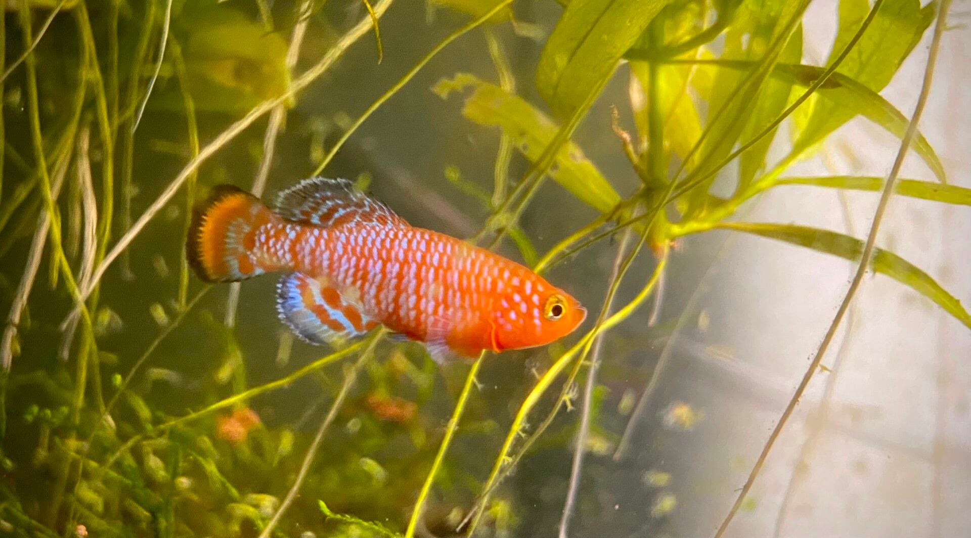 Nothos Journal - Page 4 - Photos, Videos & Journals - Aquarium Co-Op Forum