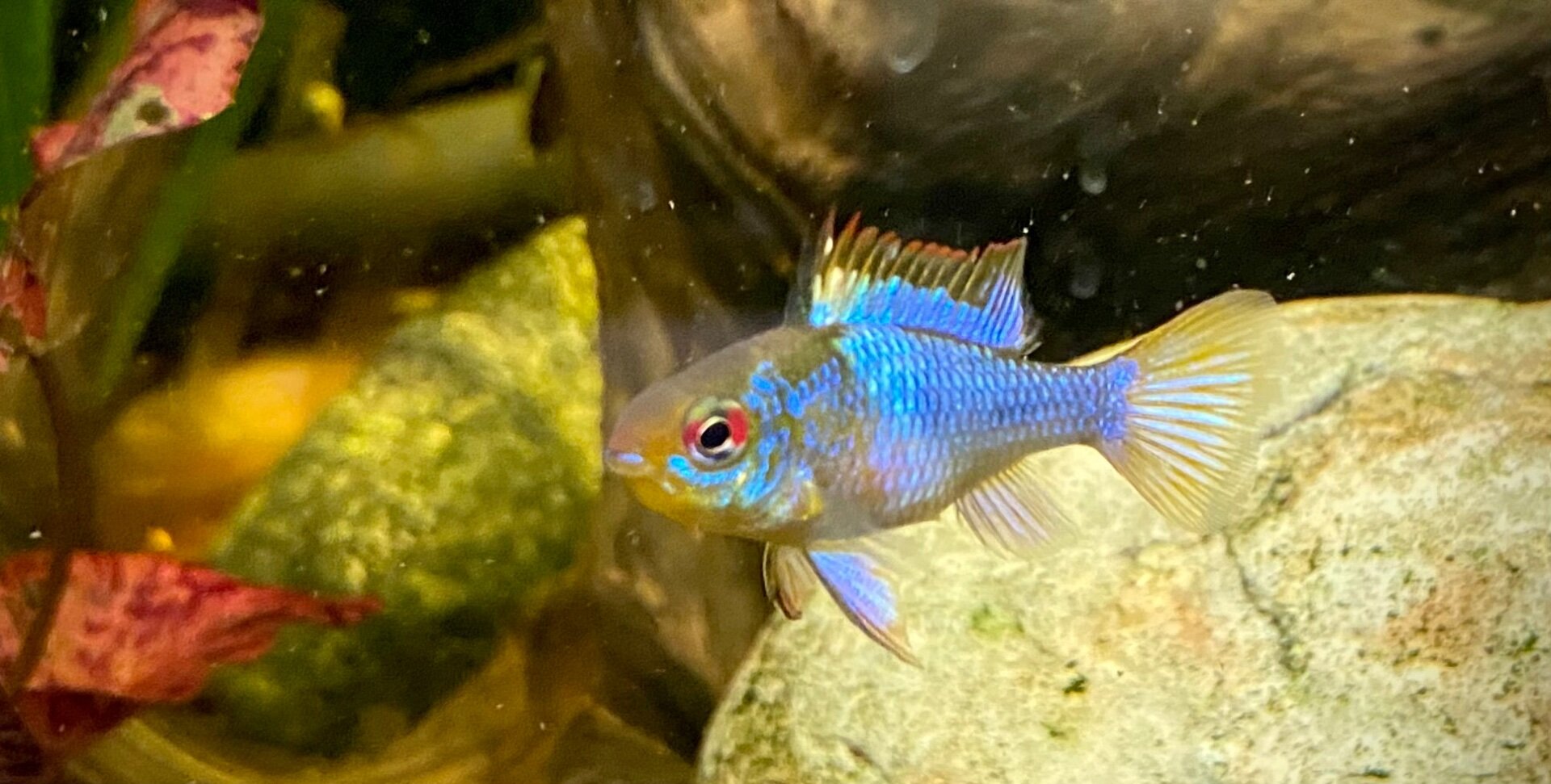 German Blue Ram Breeding Journal - Photos, Videos & Journals - Aquarium ...