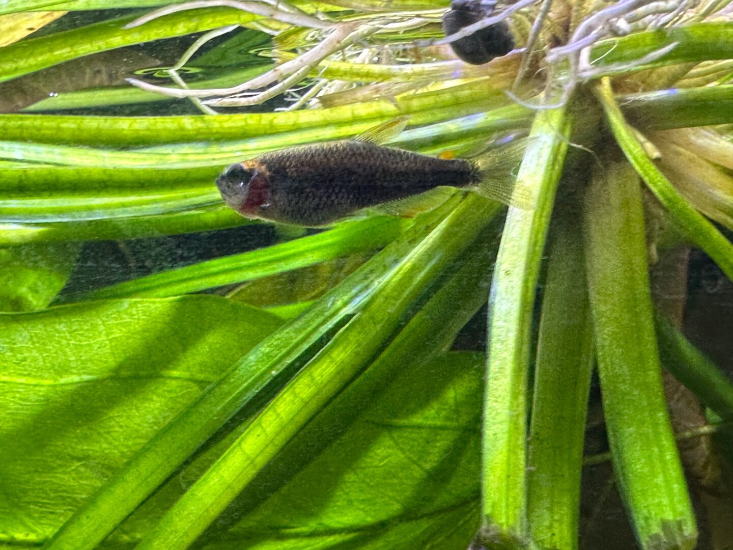 prominent red gills - emperor blue tetra - Diseases - Aquarium Co-Op Forum