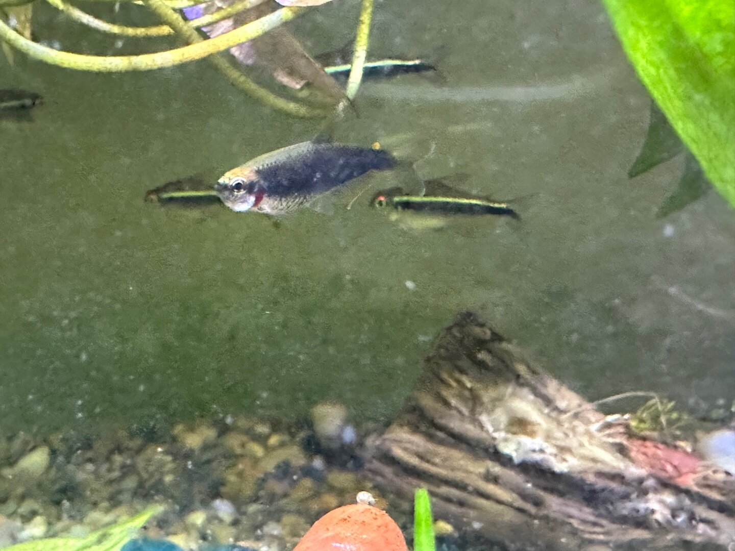 prominent red gills - emperor blue tetra - Diseases - Aquarium Co-Op Forum