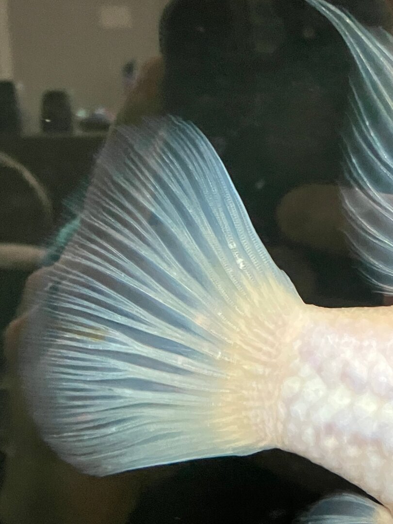 White Spots on Tail Not Responding to Salt/Maracyn 2? (Not Ich. Thought ...